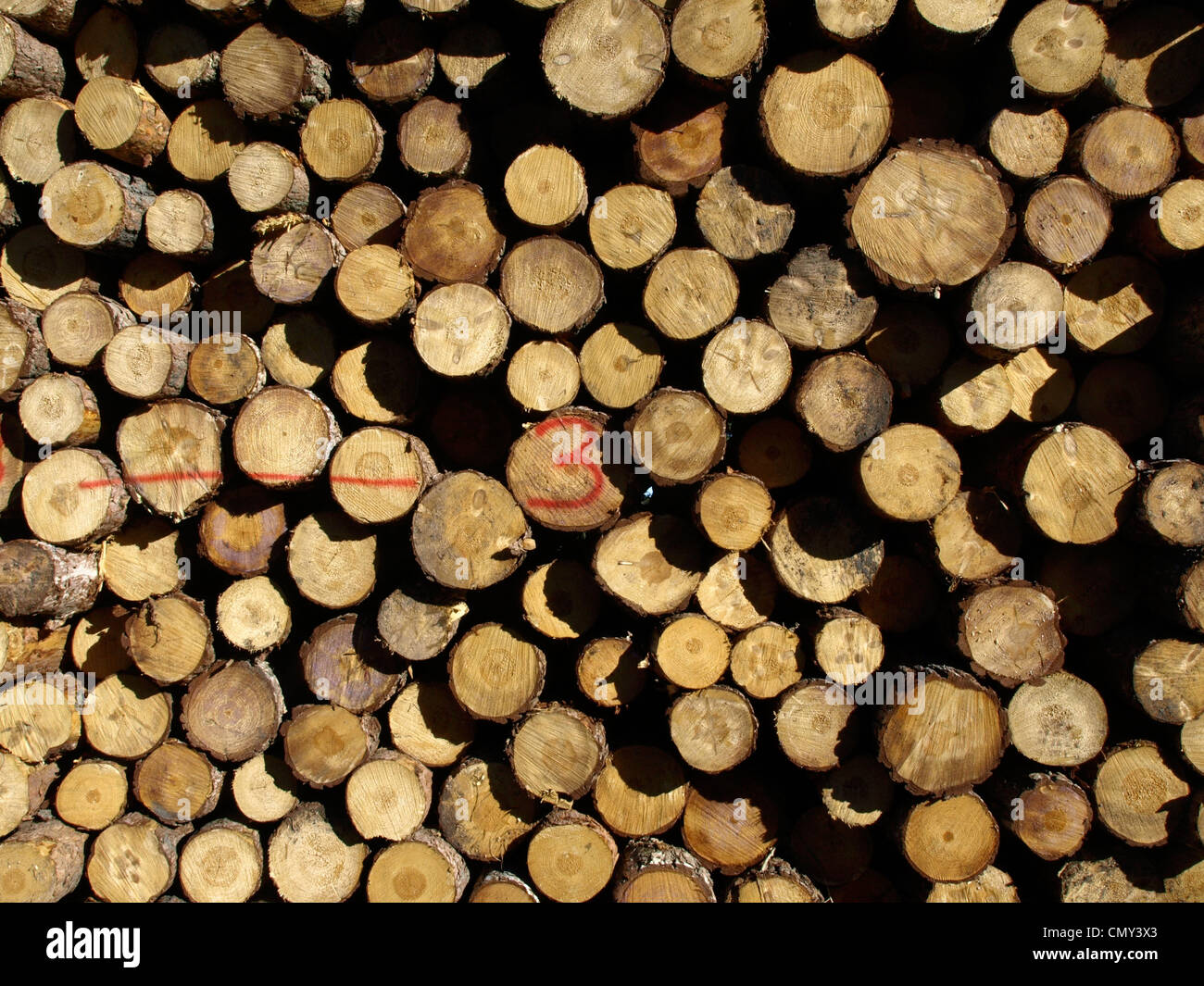 fallen pine trees in La Rioja Stock Photo - Alamy