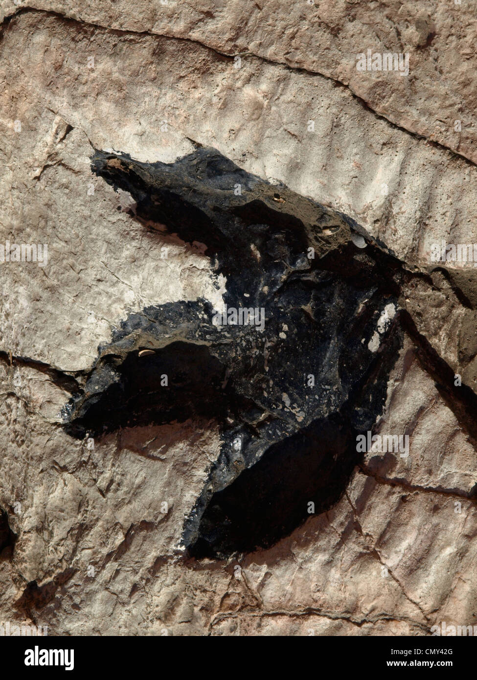 old prehistoric footprints Stock Photo - Alamy