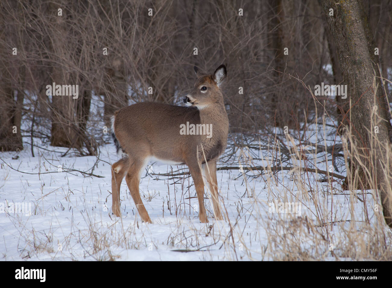 A solitary Roe-Buck pictured in a forest in winter in Quebec, Canada ...