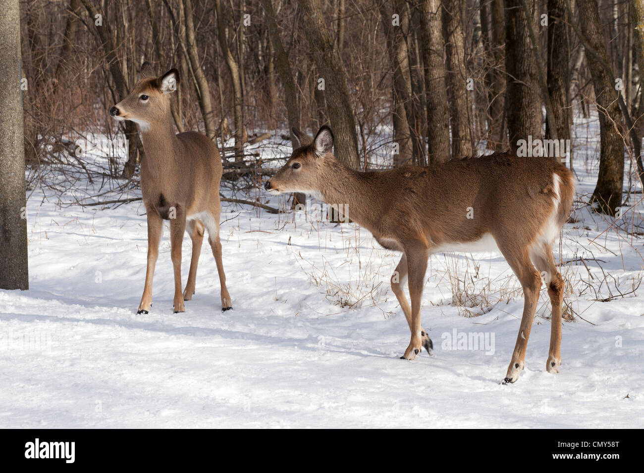 Roe bucks hi-res stock photography and images - Alamy