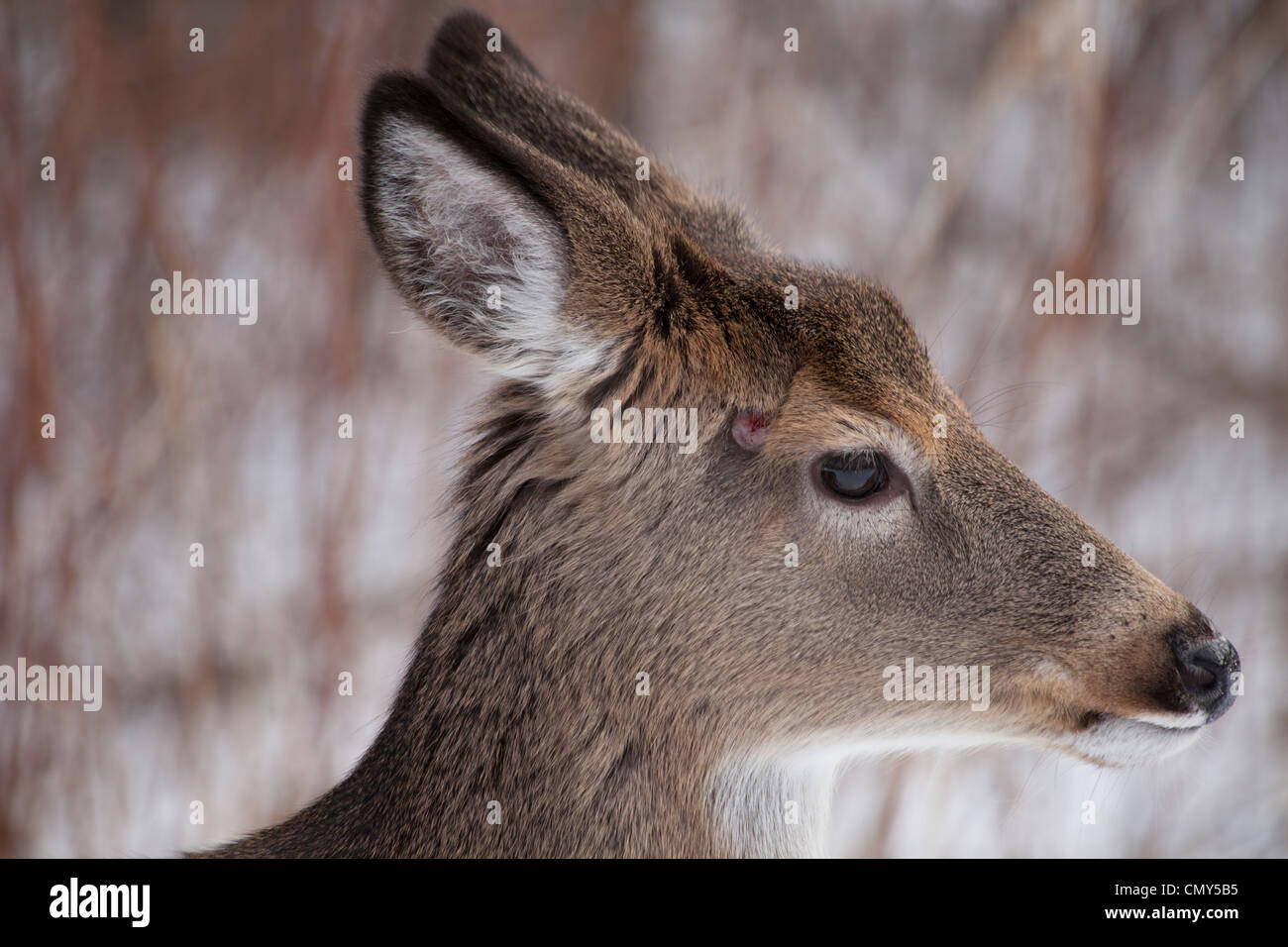A close-up of a head of a Roe-Buck pictured in a forest in Quebec ...