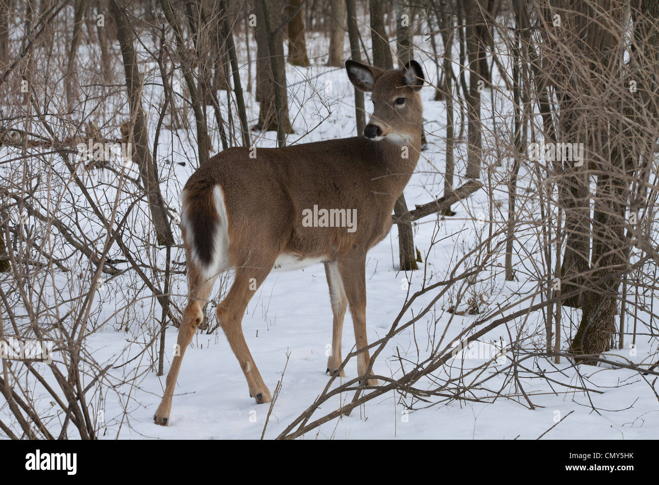 A young Roe-Buck pictured in a forest in in winter in Quebec, Canada ...