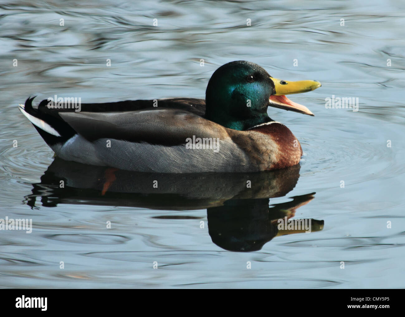 Dabbling duck hi-res stock photography and images - Alamy