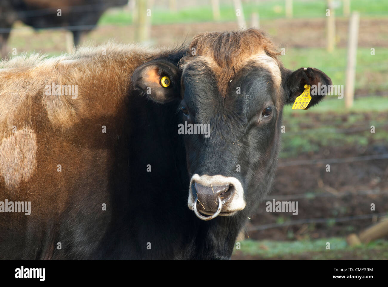 Breeding bull hi-res stock photography and images - Alamy