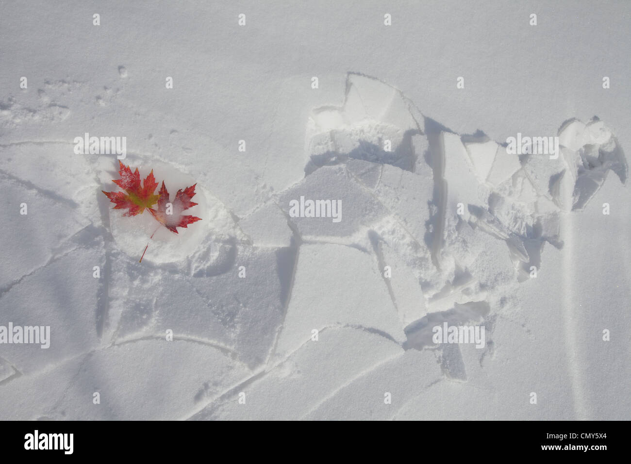 Canadian maple leaves hi-res stock photography and images - Alamy