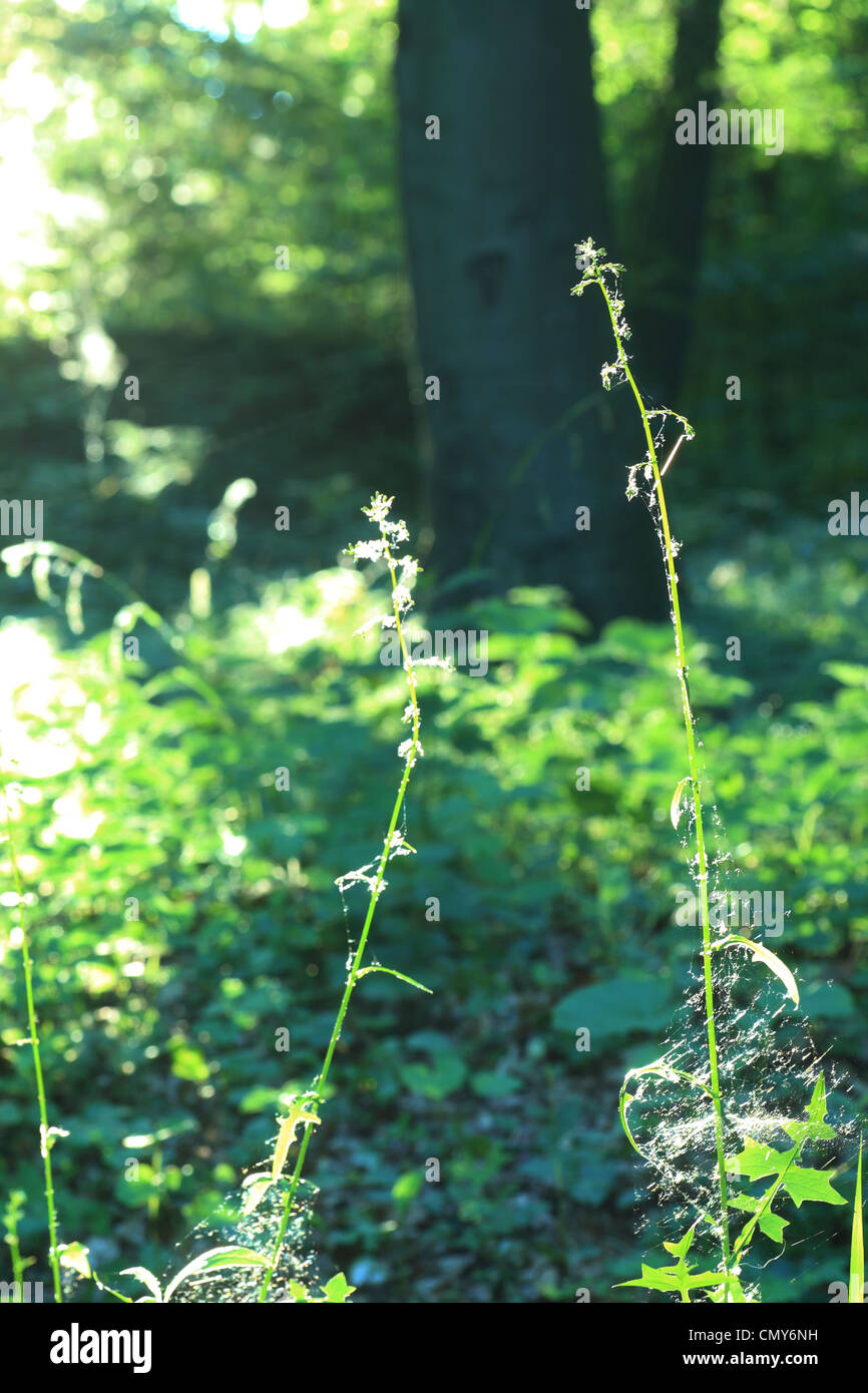 Bright light falling into the dark forest - nature Stock Photo - Alamy
