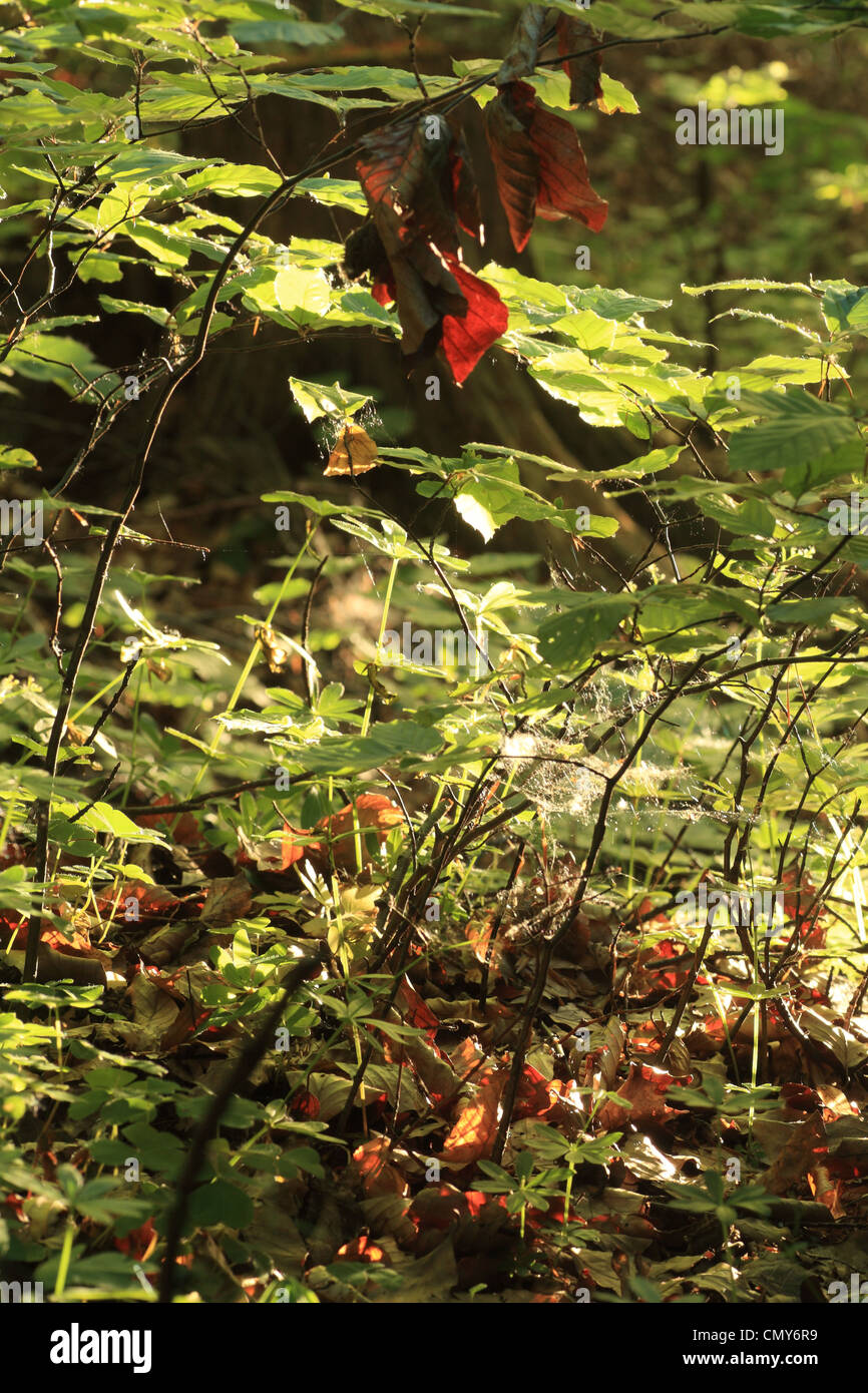 Bright light falling into the dark forest - nature Stock Photo - Alamy