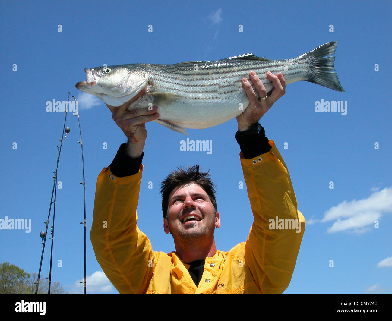 Fisherman displays a Striped Bass caught in Lake Cumberland, Kentucky ...