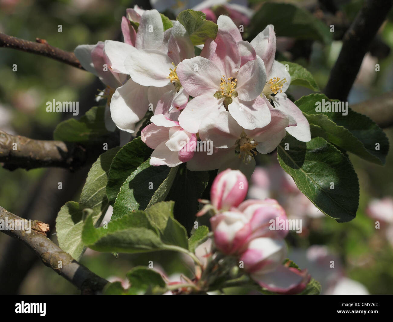 Blooming Apple Blossoms Stock Photo - Alamy
