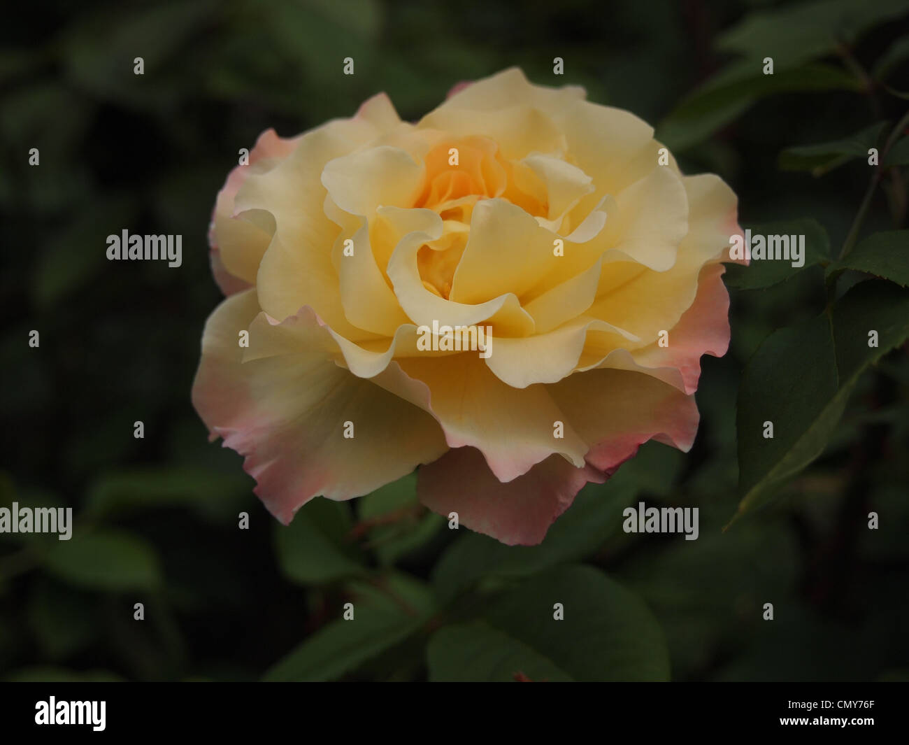 Rapperswil roses hi-res stock photography and images - Alamy