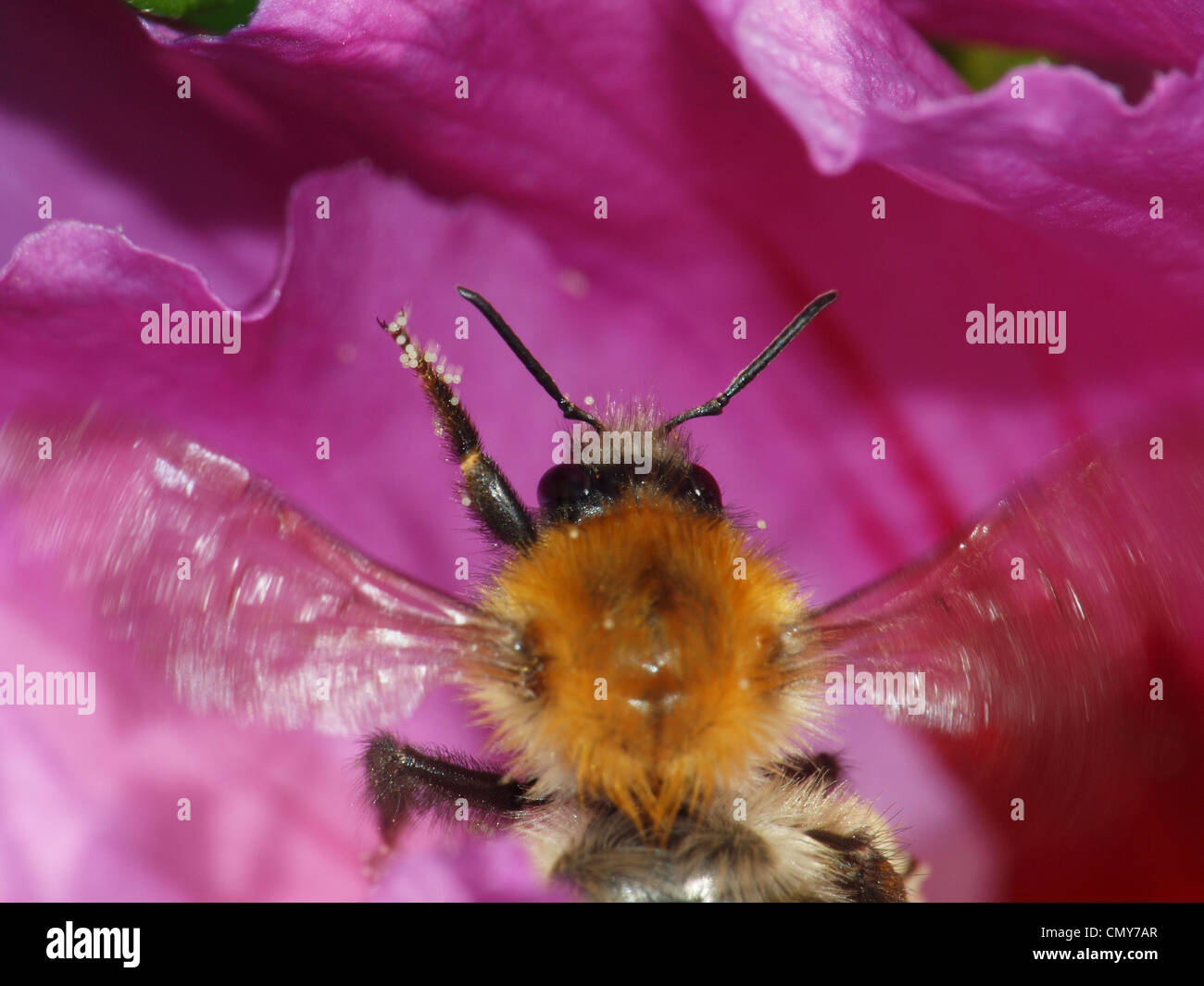 Flying bumblebee hi-res stock photography and images - Alamy