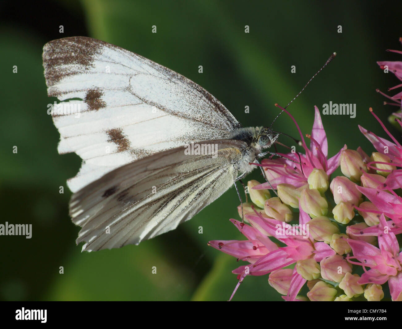 Cabbage White Butterfly (Pieris Rapae Stock Photo - Alamy