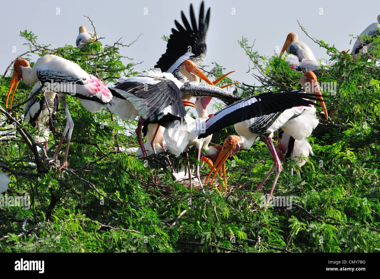 The large wading bird in koonthankulam hi-res stock photography and ...