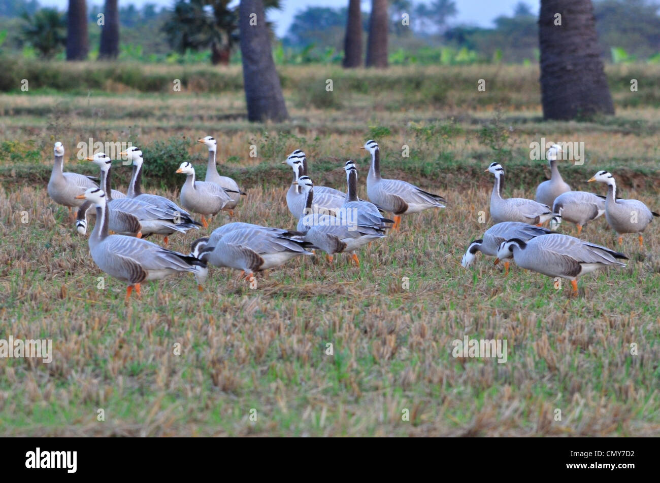 Bar-headed Goose ( Anser indicus Stock Photo - Alamy