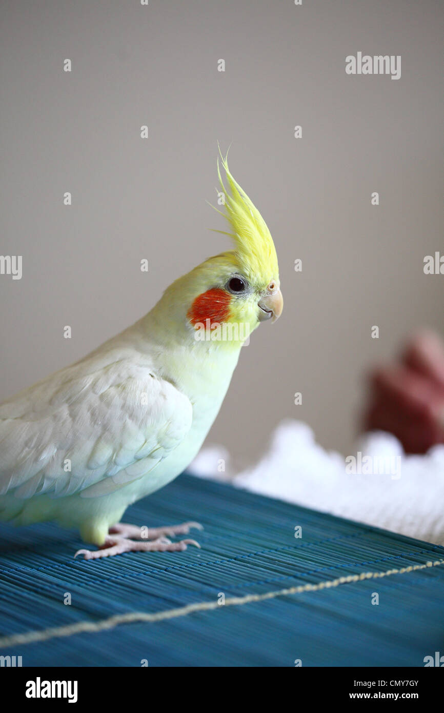 Cheeky Cockatiel parrot in home Stock Photo - Alamy