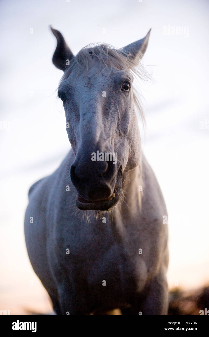 Purple horse hi-res stock photography and images - Alamy