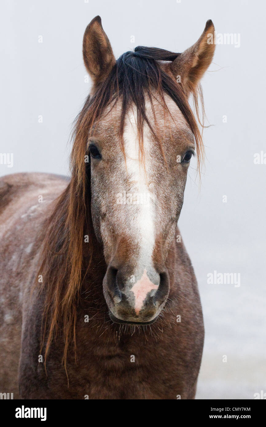 Young stallion stallions hi-res stock photography and images - Alamy