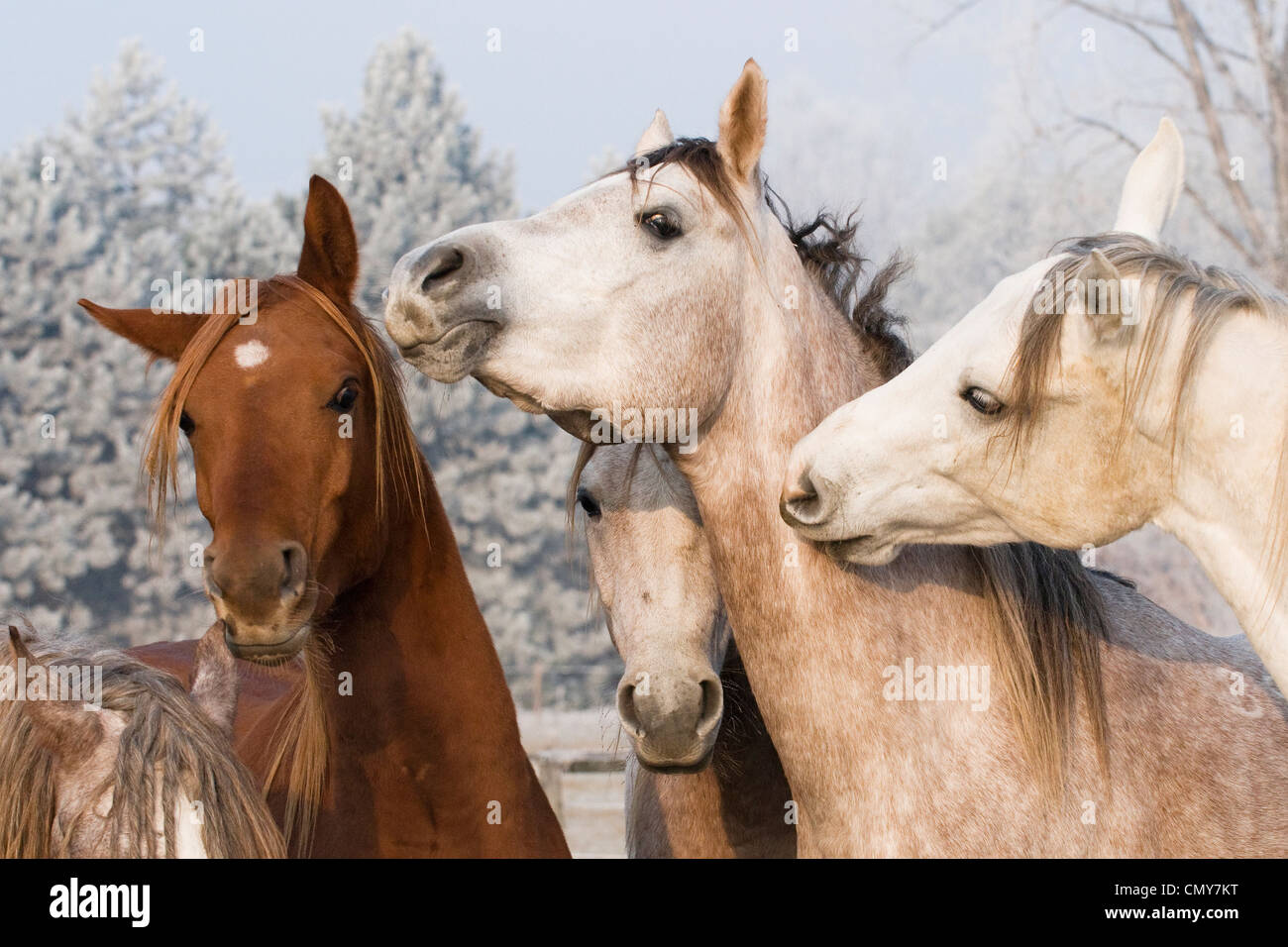Group of horses hi-res stock photography and images - Alamy