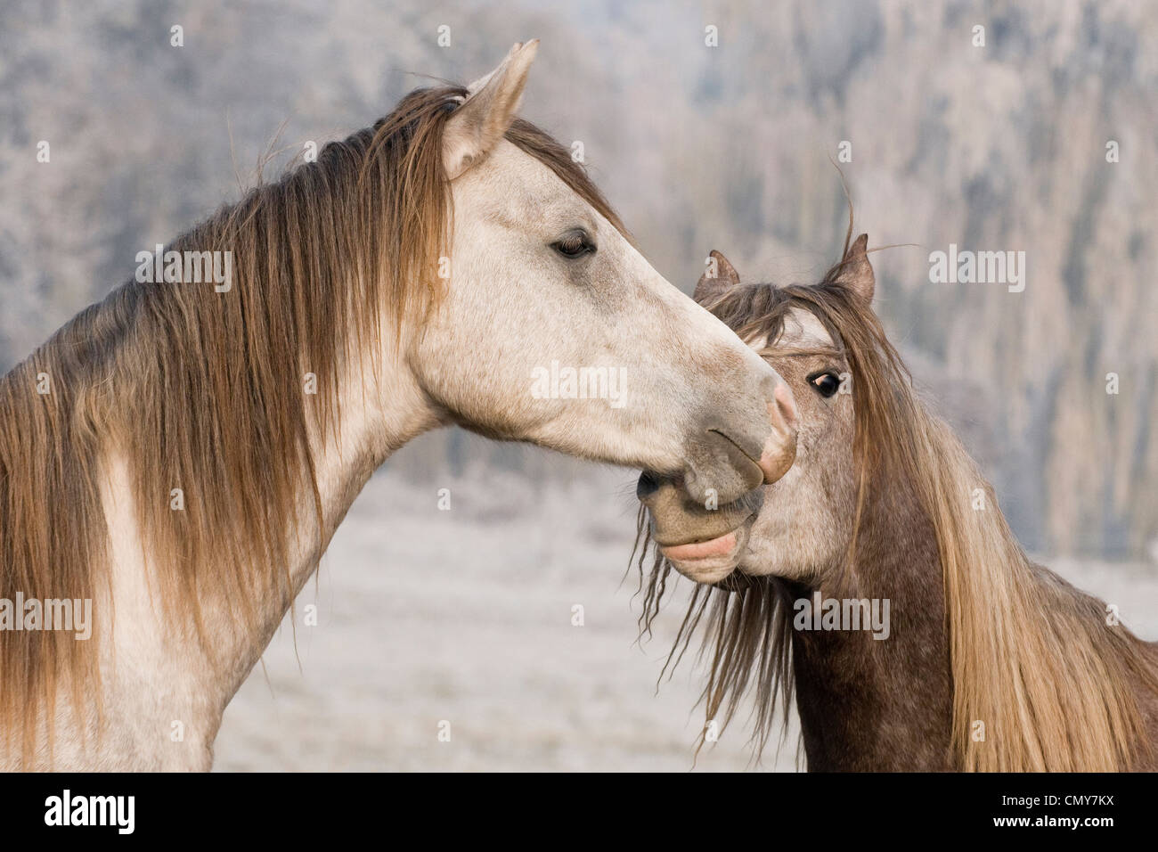 Horse Kiss Stock Photos & Horse Kiss Stock Images - Alamy