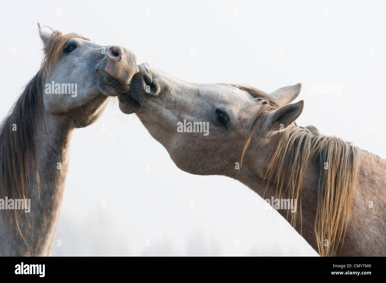 Horse kiss hi-res stock photography and images - Alamy