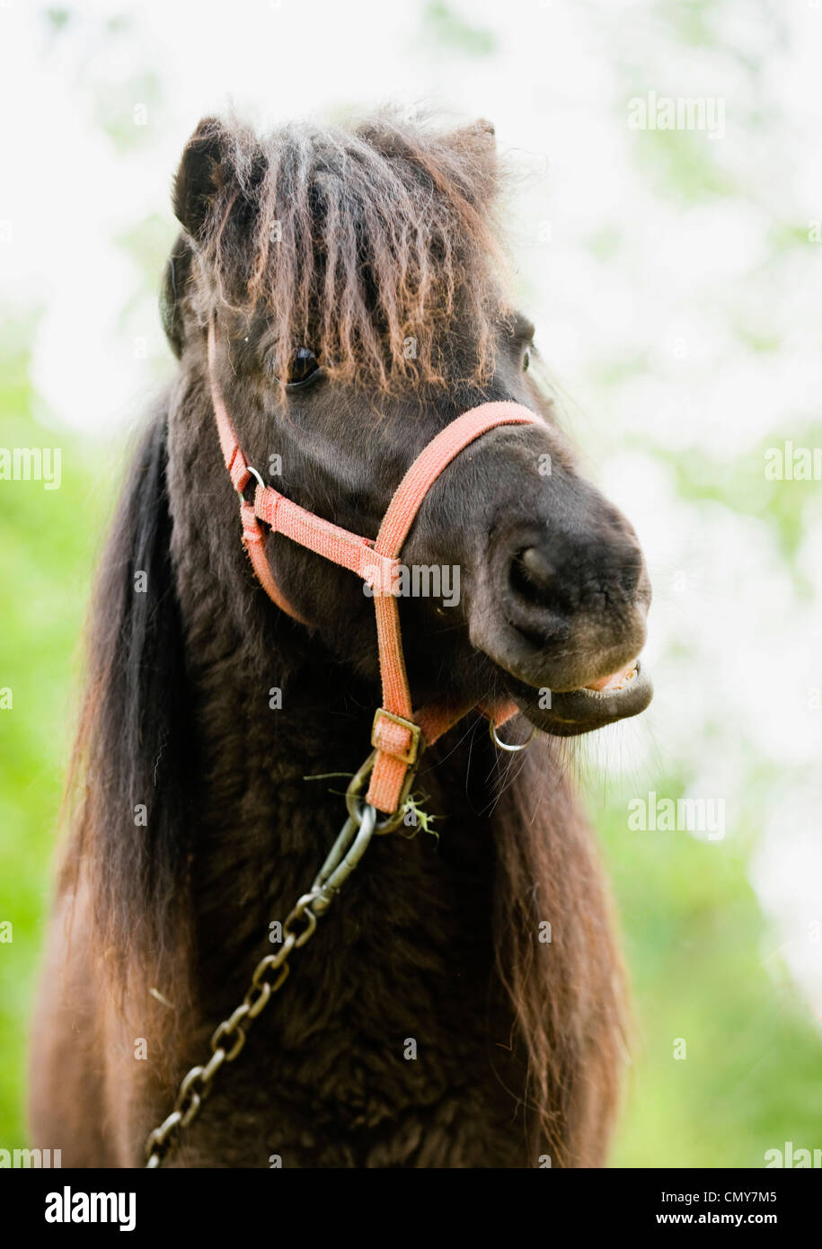 Male pony hi-res stock photography and images - Alamy