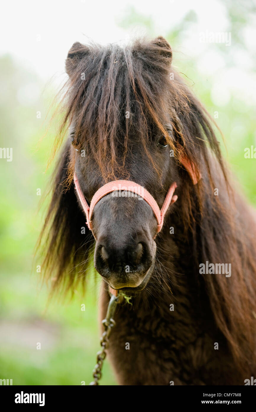 Brown pony with black mane hi-res stock photography and images - Alamy