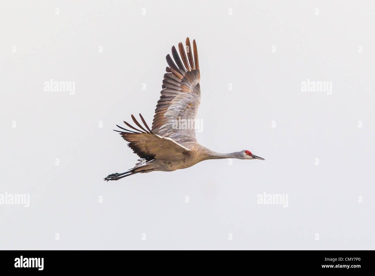 Flying sandhill crane hi-res stock photography and images - Alamy