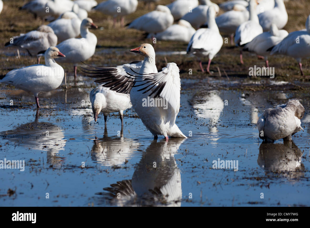 Snow Goose, migratory bird close up shot Stock Photo - Alamy