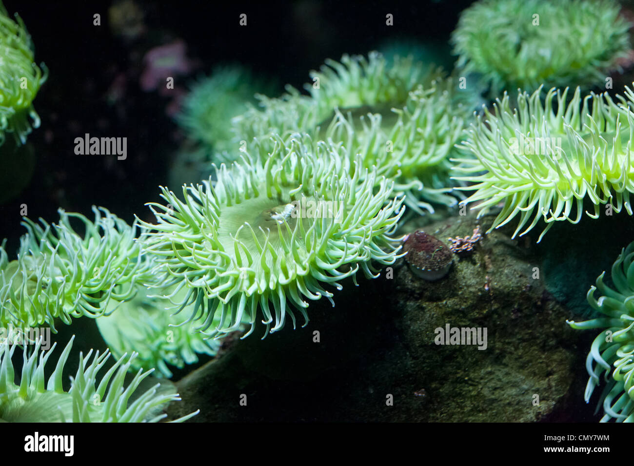 Green sea anemone hi-res stock photography and images - Alamy