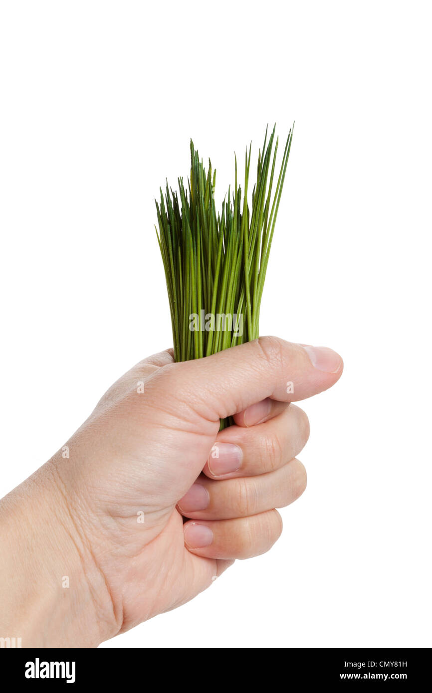 Hand holding Green grass, concept of Environmental Conservation Stock ...