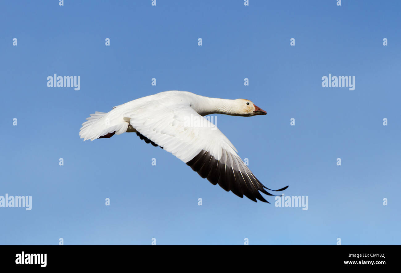 Snow goose blue goose hi-res stock photography and images - Alamy