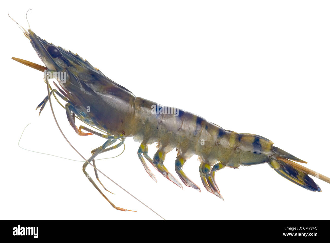 Tiger Prawn Aquarium