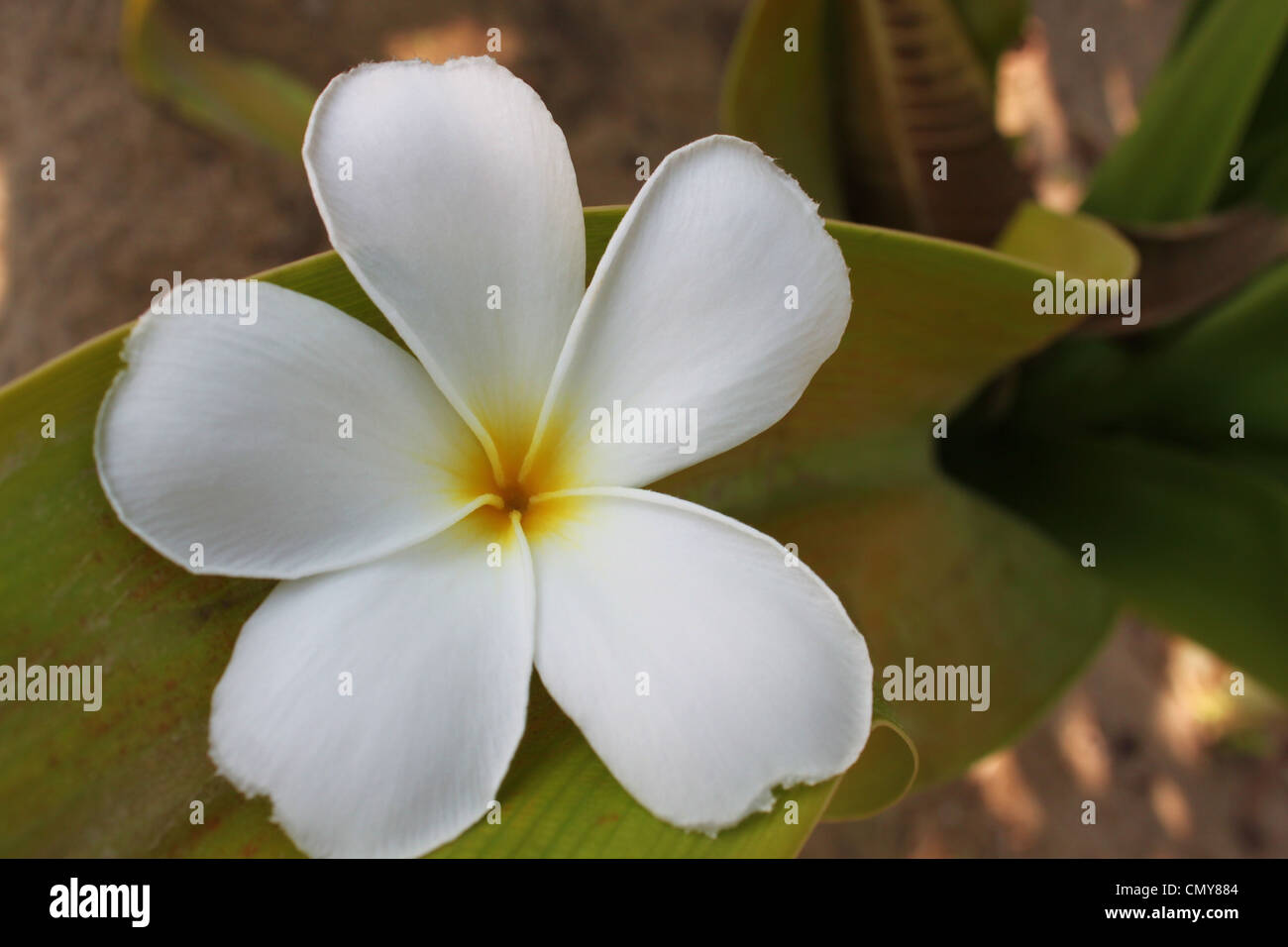 Plumeria Flower, Dubai, United Arab Emirates Stock Photo - Alamy