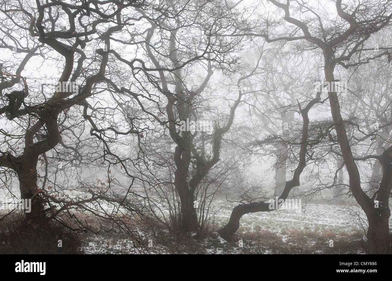 Bare semi-abstract trees and bushes on a misty winter day Stock Photo ...