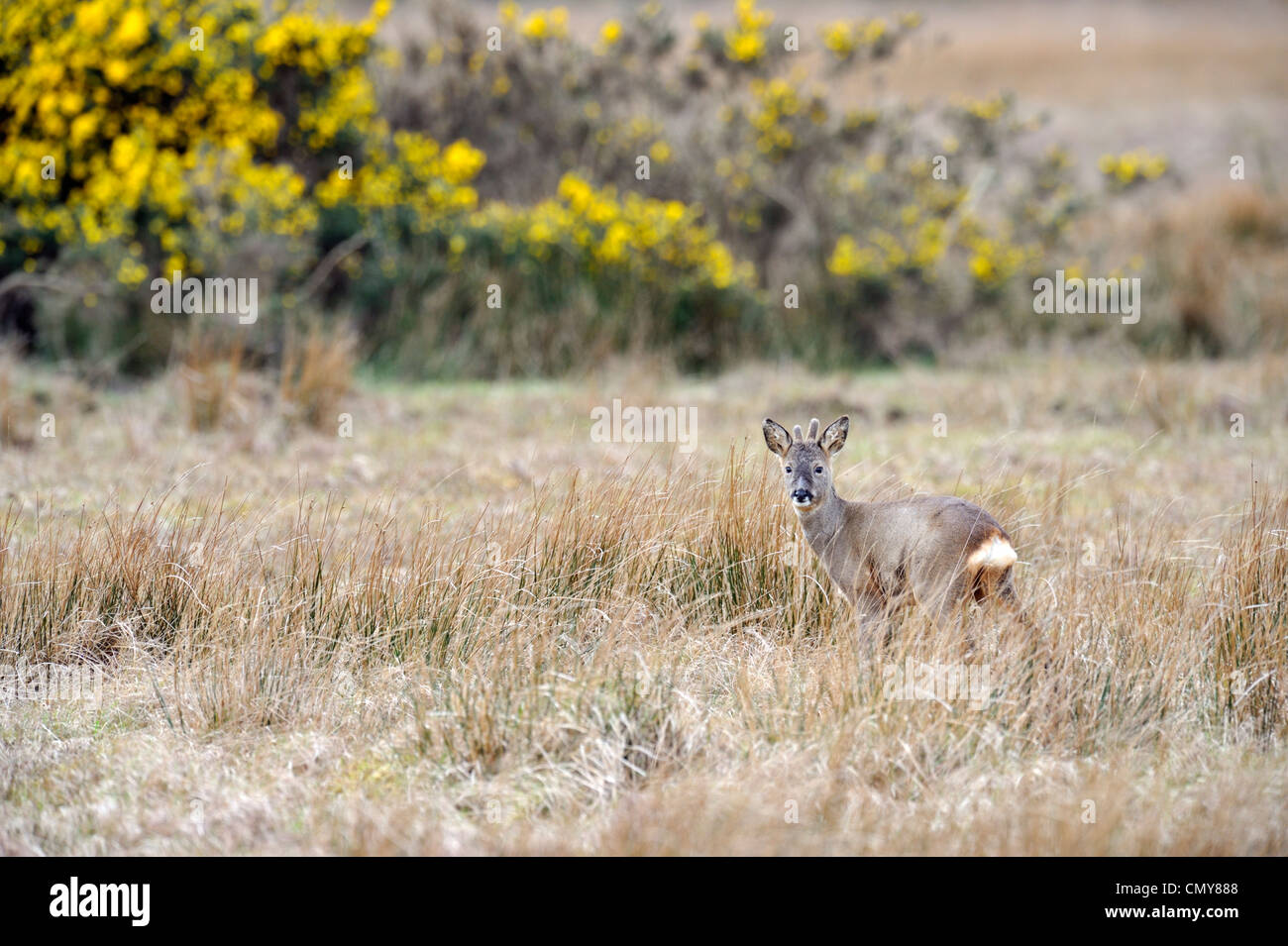Roe deer male scotland hi-res stock photography and images - Alamy
