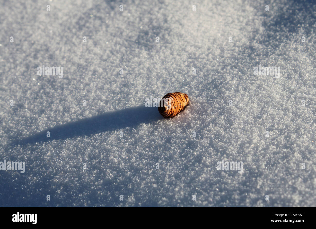Lone pine cone hi-res stock photography and images - Alamy