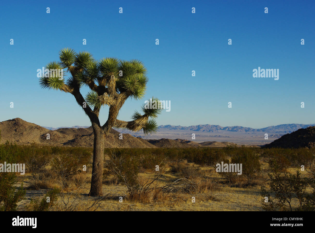 Lonely Joshua tree and wide desert view, California Stock Photo - Alamy