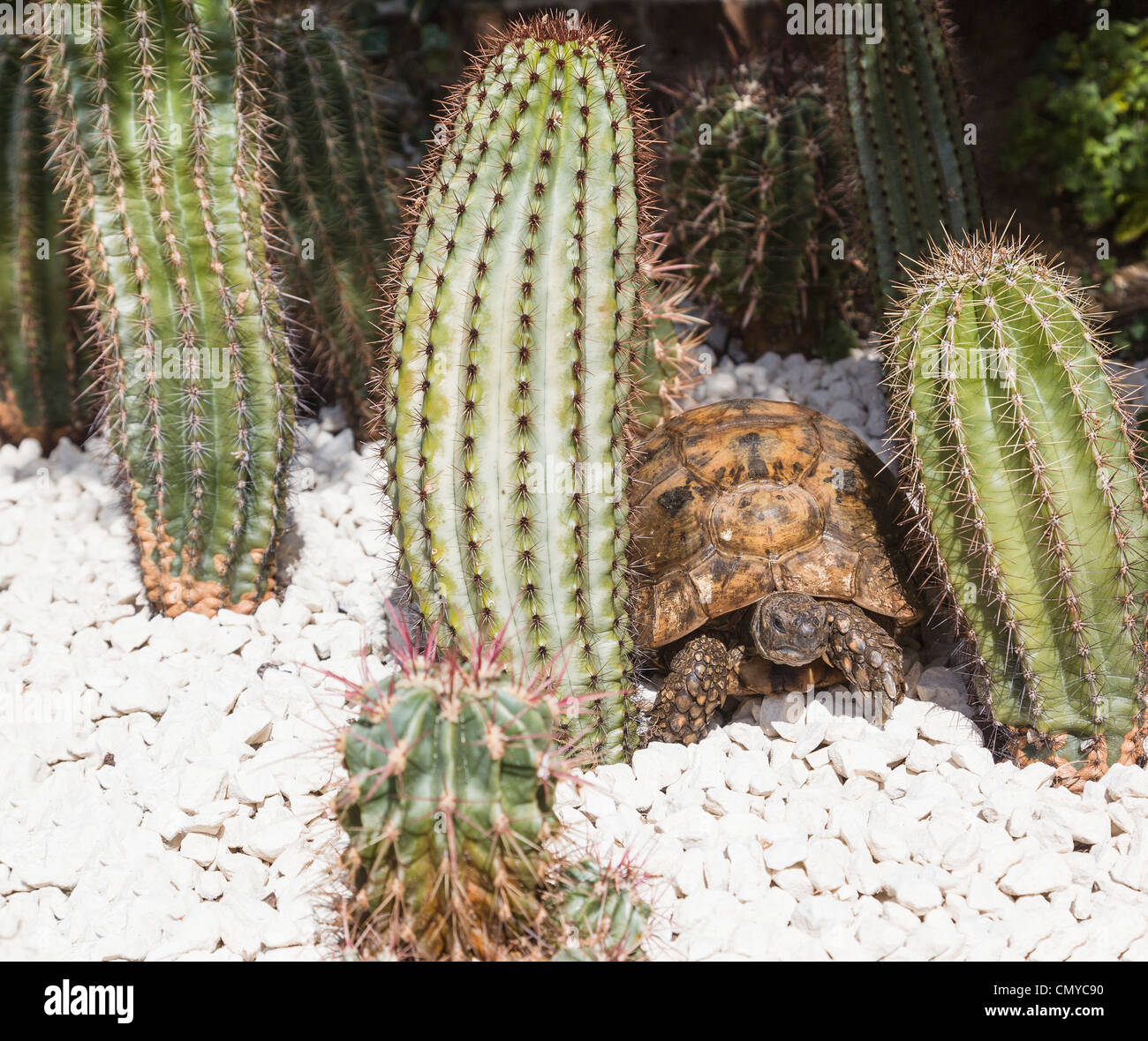 Tortoise in a cactus garden in Southern England Stock Photo - Alamy