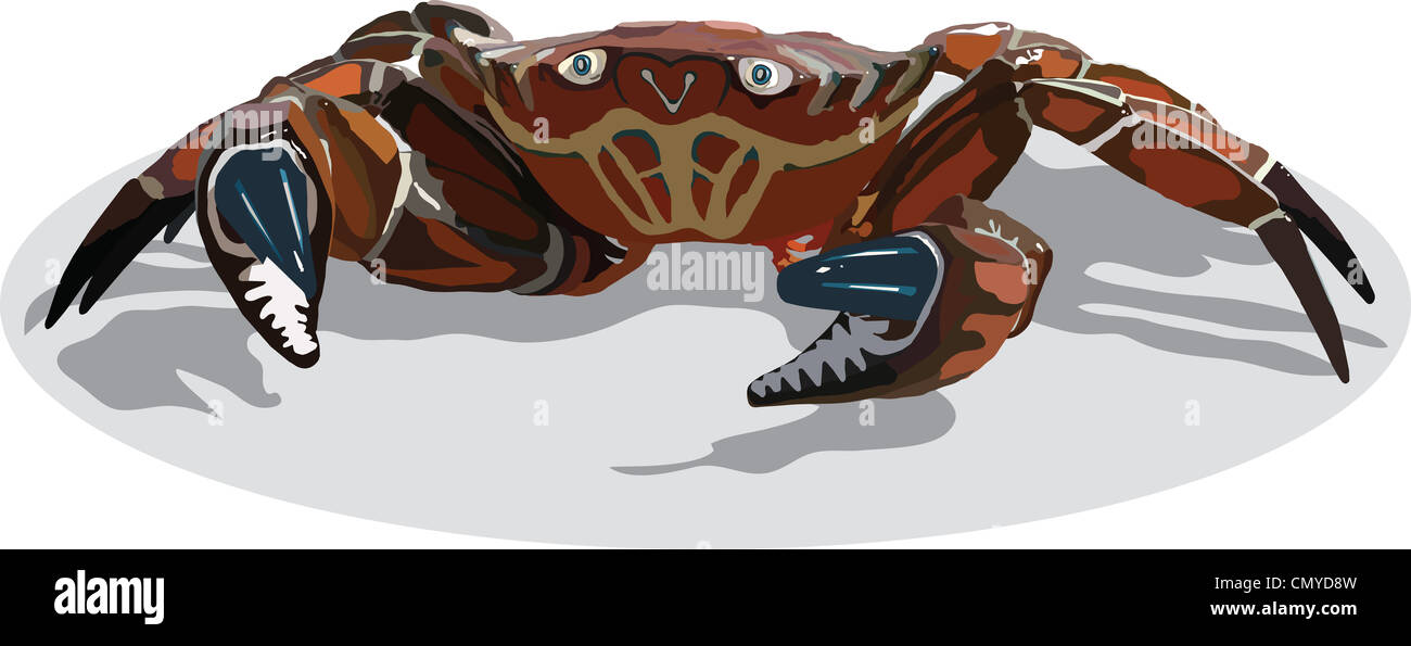 Crab feet hi-res stock photography and images - Alamy