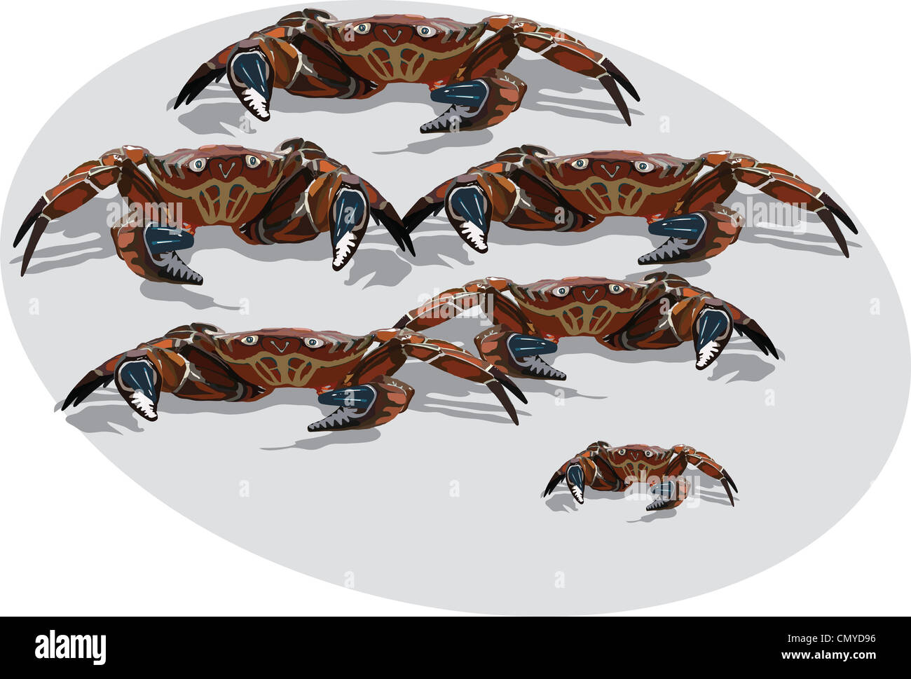 Crab feet hi-res stock photography and images - Alamy