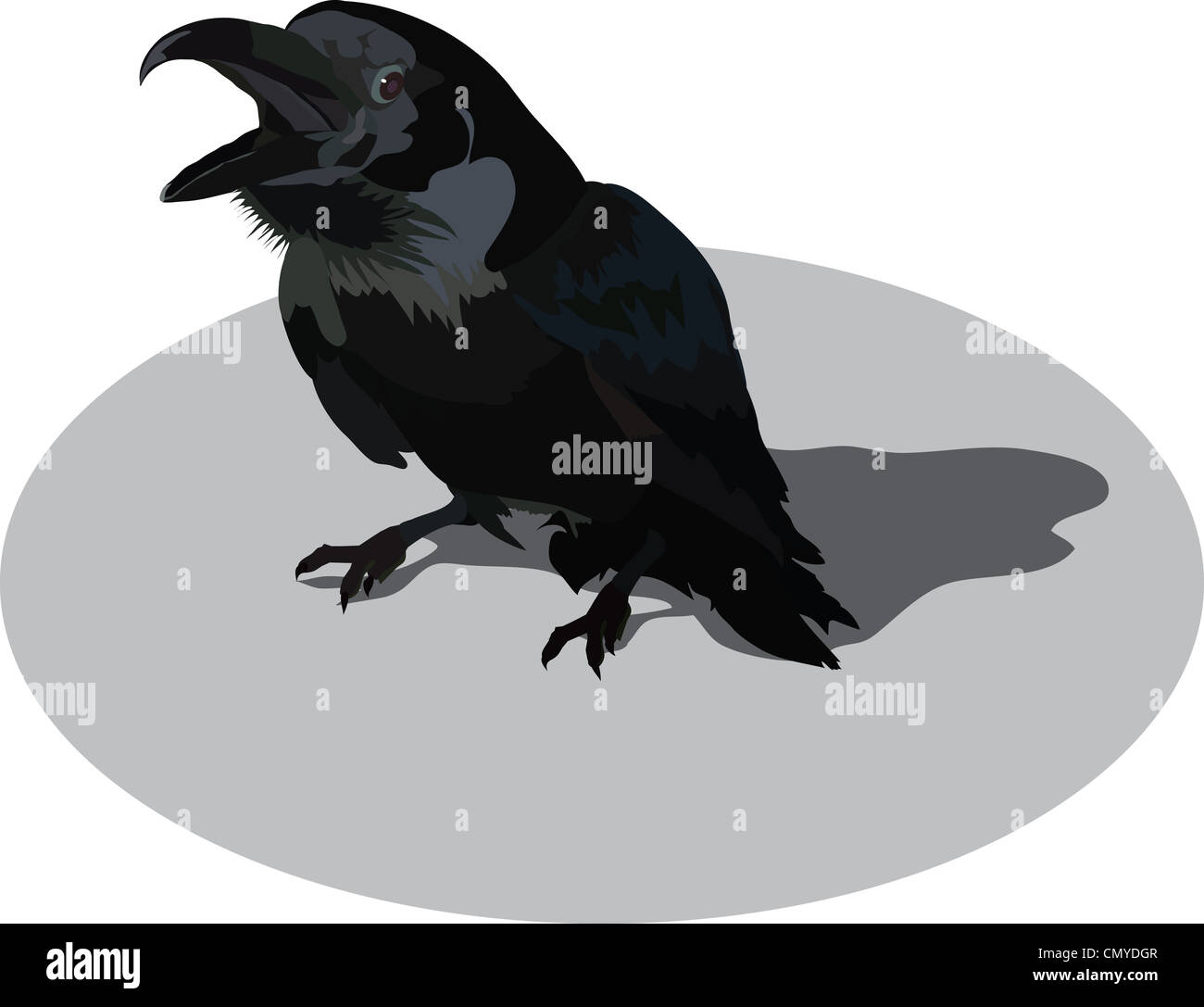 Curious raven hi-res stock photography and images - Alamy