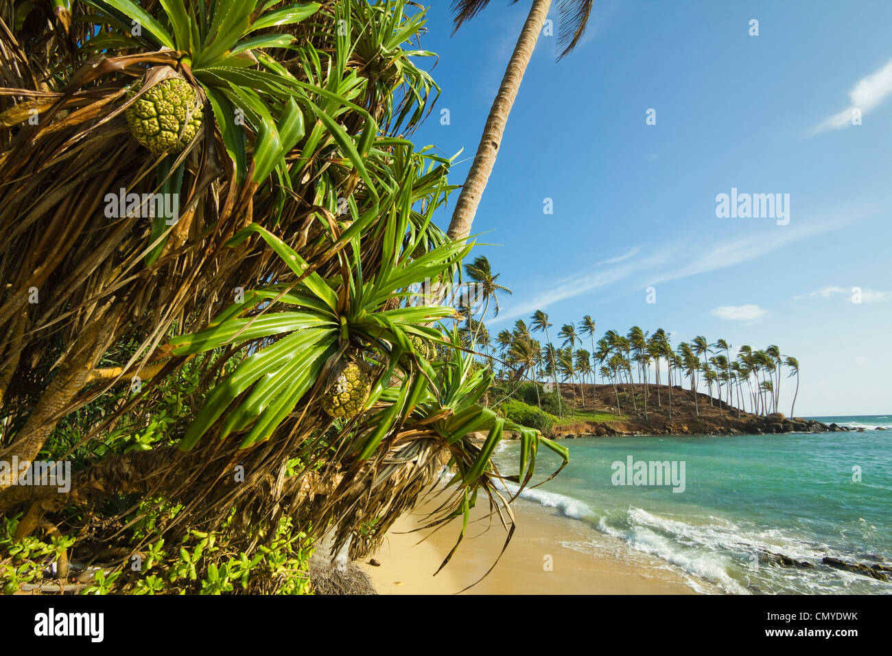 The Screw Pine, a hardy seaside plant, prized for it's fibre and fruits ...