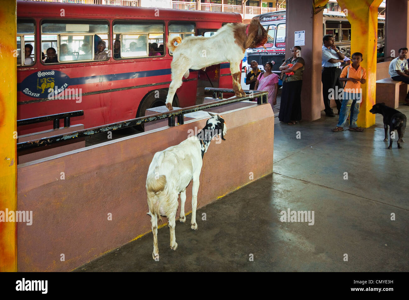 Goats in the bus station at this busy transport hub town on the south ...