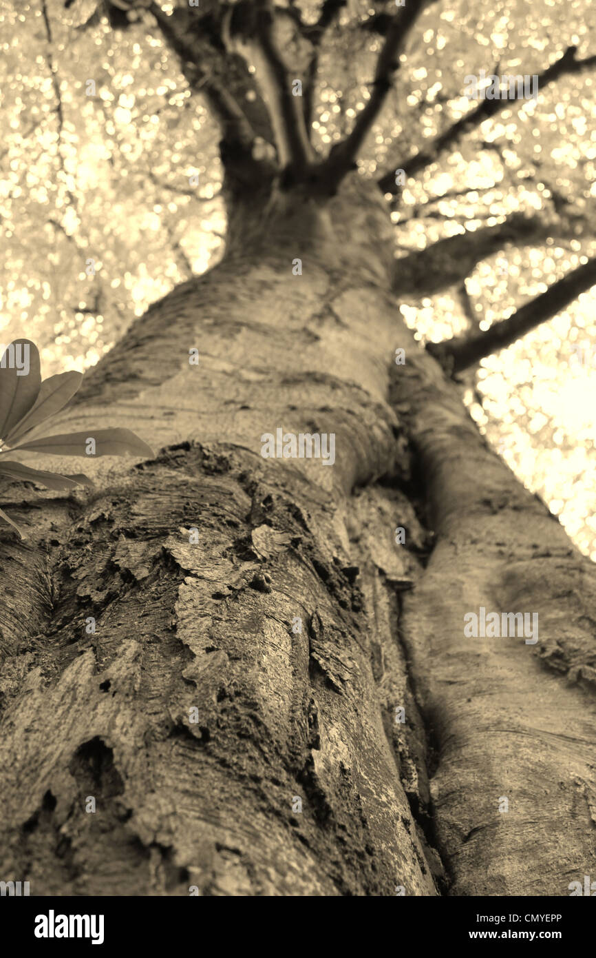 natural image outdoors of tree Stock Photo - Alamy