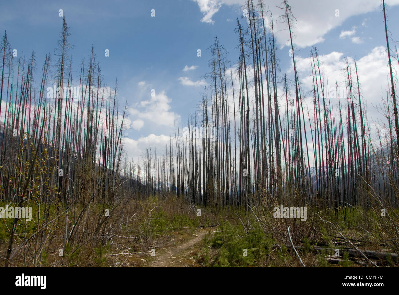 Burnt pine trees after forest fire, Kootenay National Park. British ...