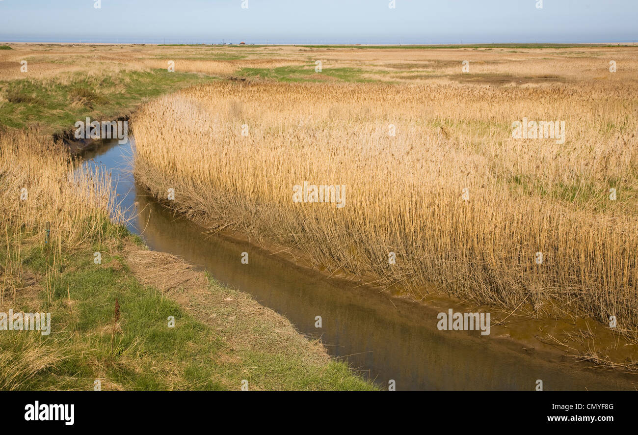 Drainage ditch with reed hi-res stock photography and images - Alamy