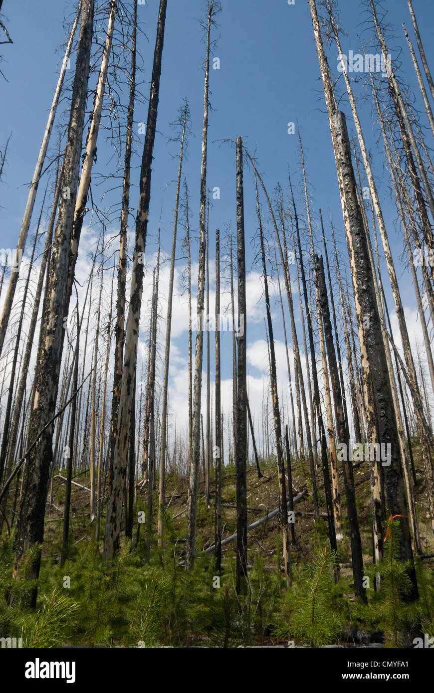 Burnt pine trees after forest fire, Kootenay National Park. British ...
