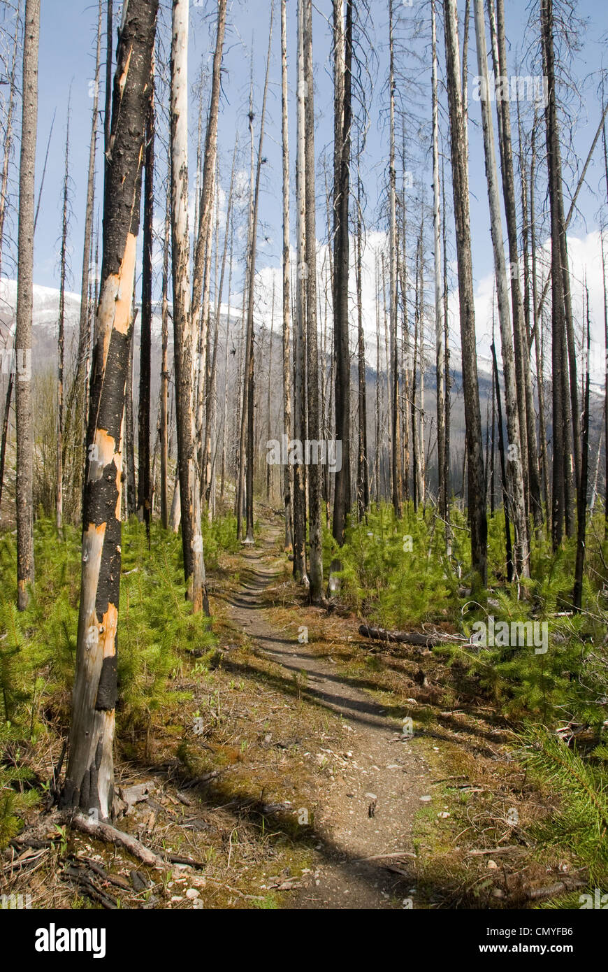 Burnt pine trees after forest fire, Kootenay National Park. British ...