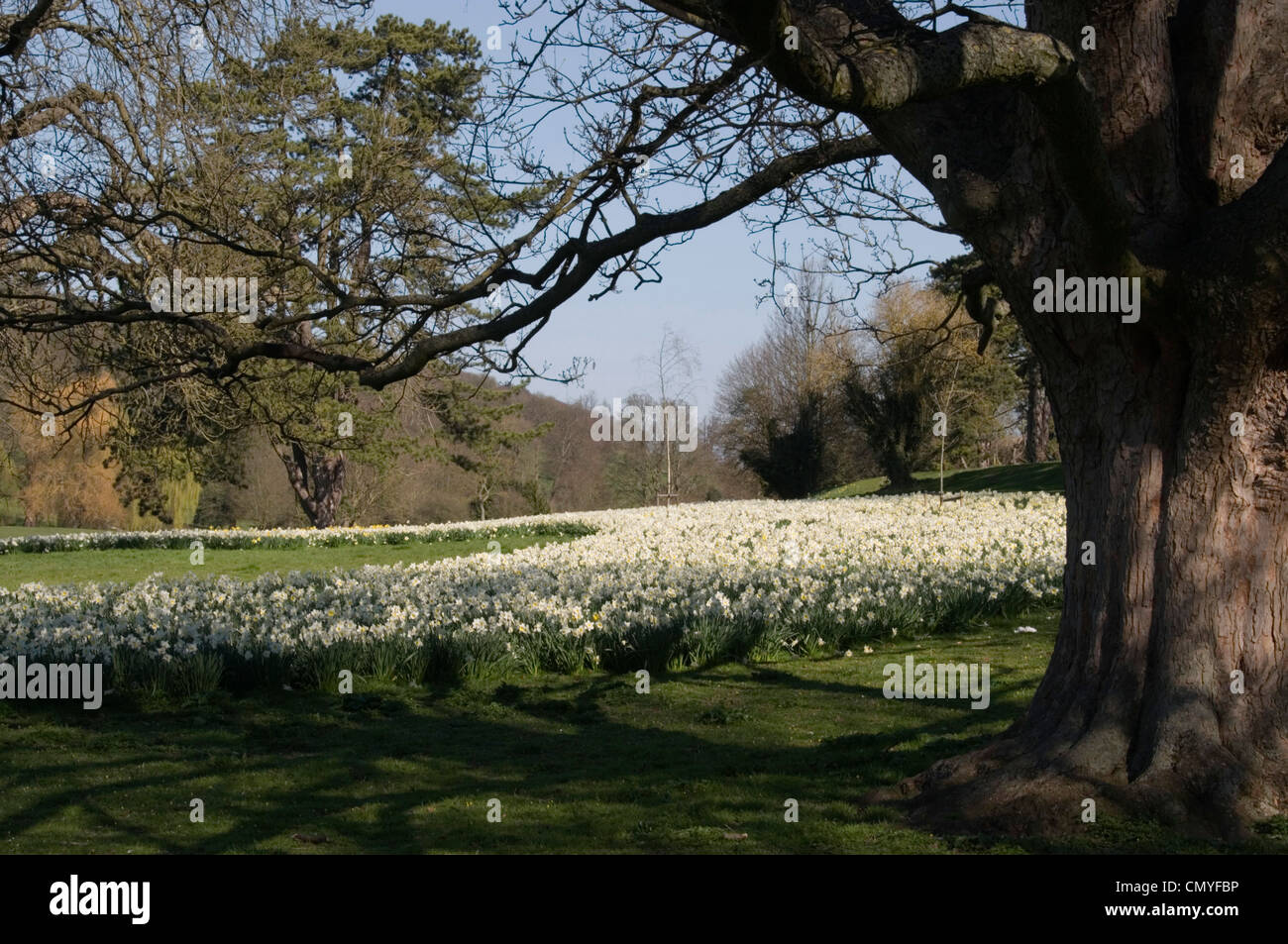 Daffodils in sunshine hi-res stock photography and images - Alamy