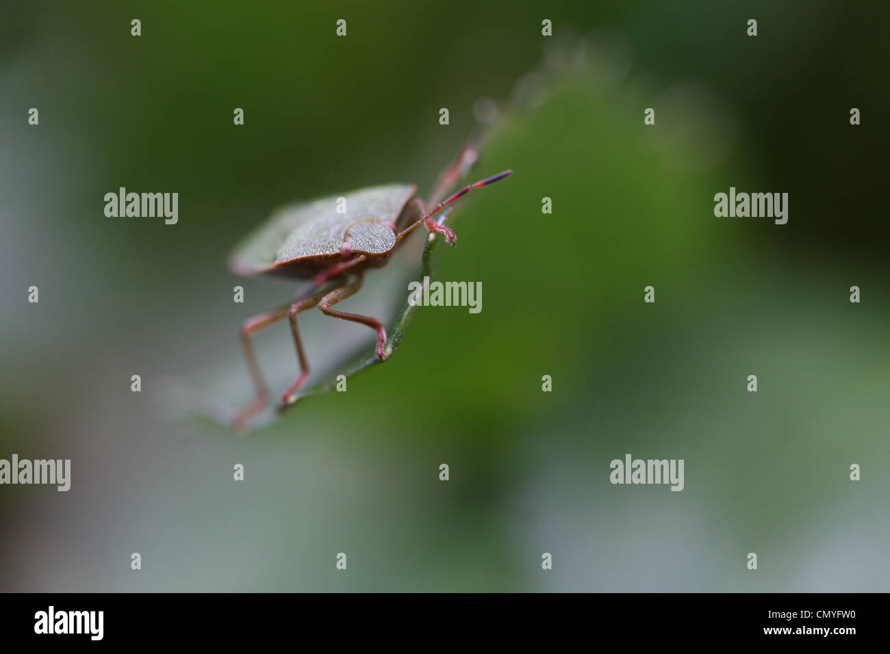 a shield bug in the wild Stock Photo - Alamy